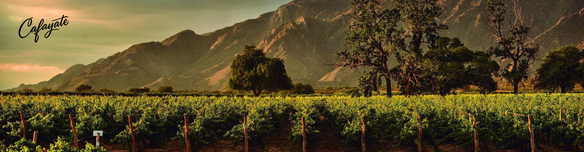 Pernod-Ricard - Tilsen Distribuciones